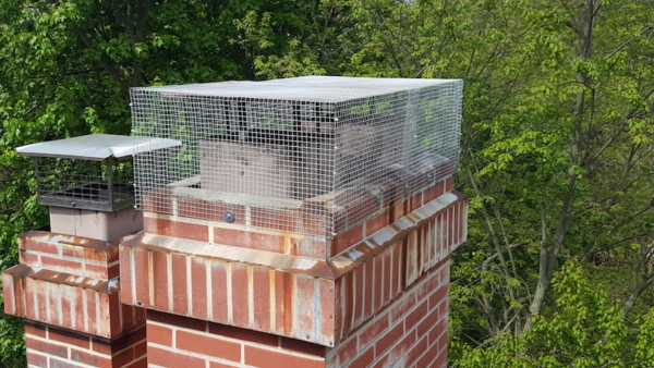 Chimney Caps & Screens - AA Bats & Wildlife