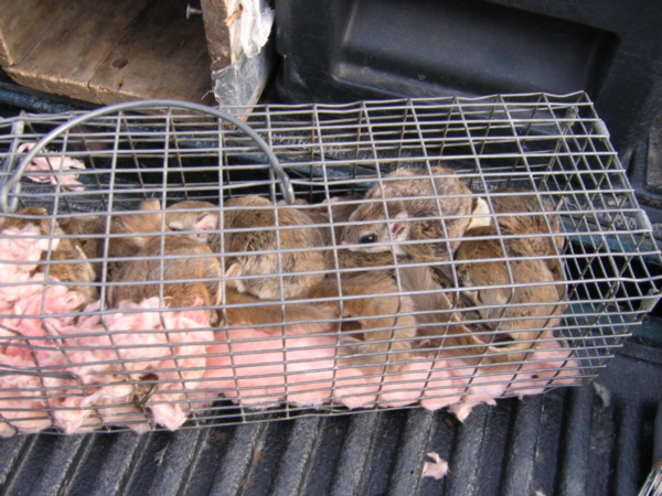 Trapping and Removal - AA Bats & Wildlife